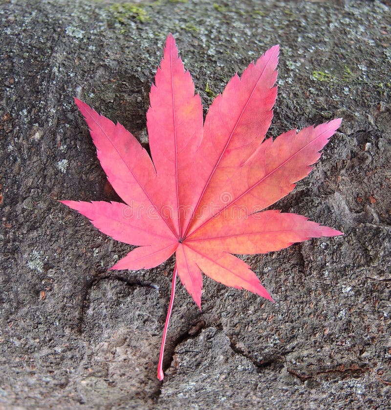 Maple leaf stock photo. Image of color, background, maple - 68461230