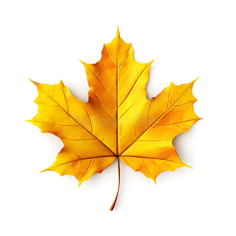 Maple Leaf, Natural Yellow Tree Leaf Stock Illustration - Illustration ...