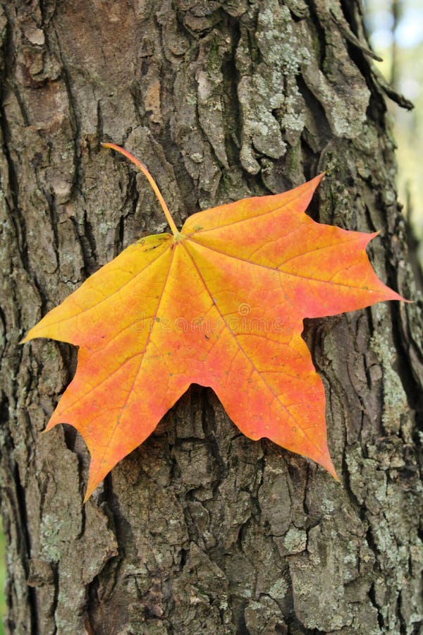 A maple leaf stock photo. Image of tree, leaf, maple - 197042412