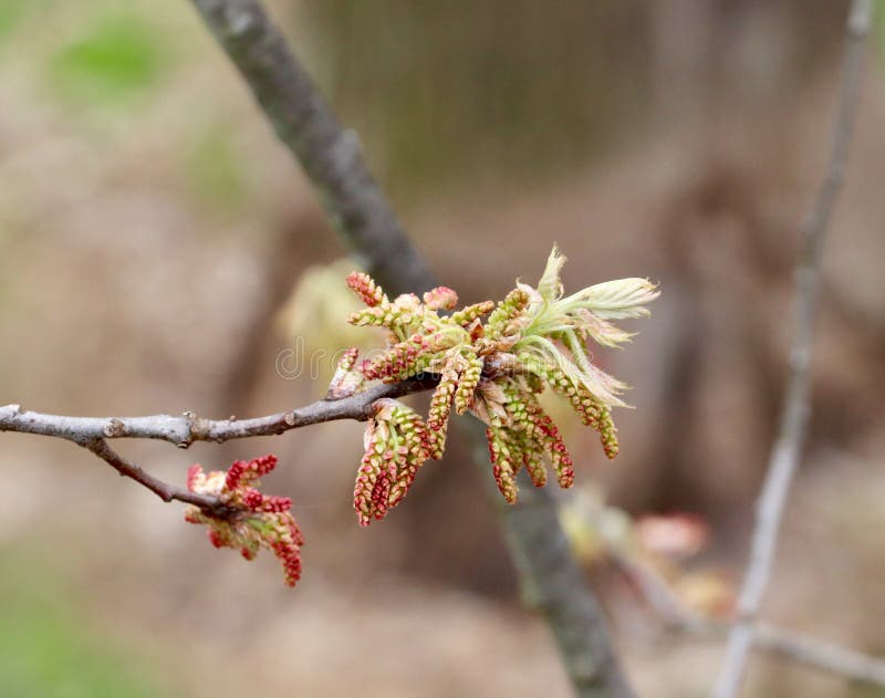 Maple bud stock photo. Image of leaf, maple, flowering - 116305526