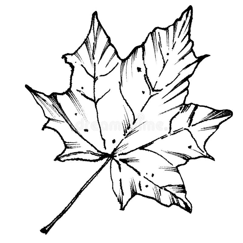 Maple Leaf. Outlines of Fallen Dry Leaves. Deciduous Trees Stock ...