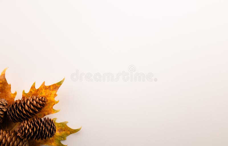 Maple Leaf and Pine Cones Positioned in the Bottom Left Corner on a ...