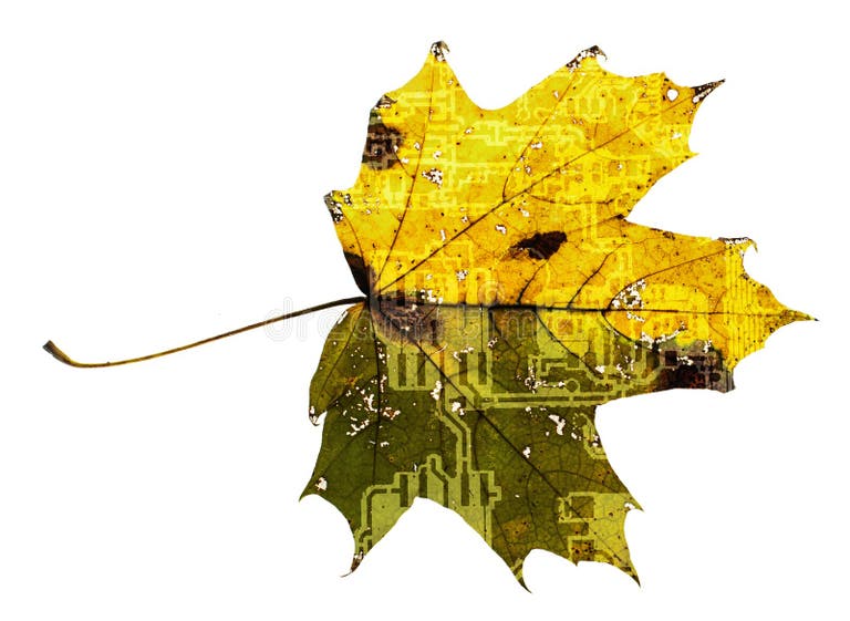 Maple Leaf with Printed Circuit Board Texture Stock Image - Image of ...