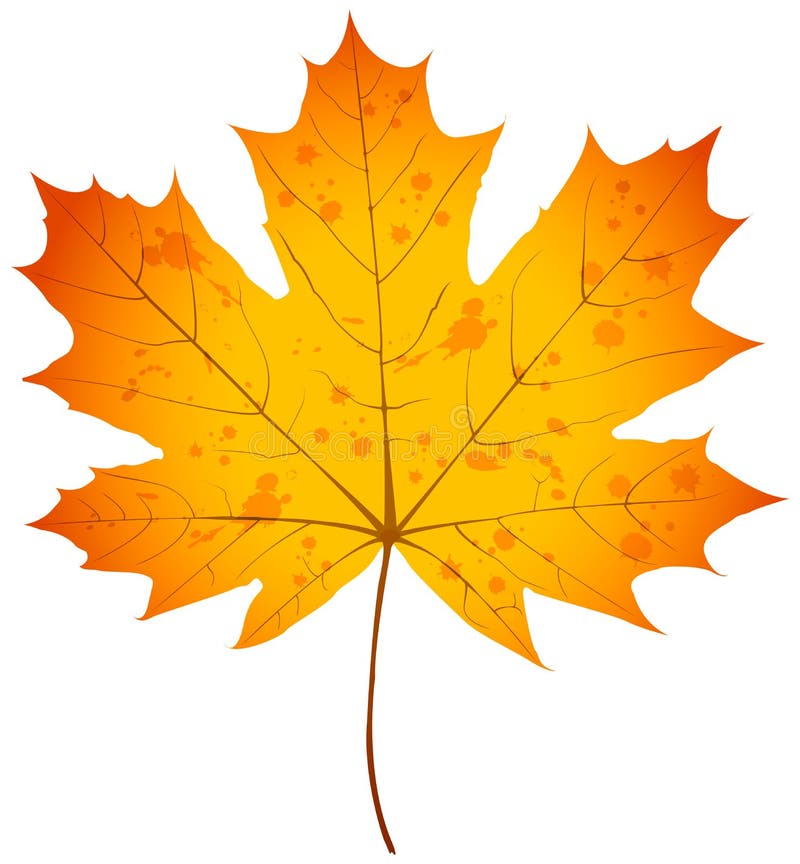 Maple Leaf. Realistic Vector Illustration Isolated on White Background ...