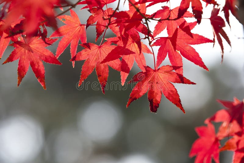 Maple Leaf, Red, Leaf, Autumn Stock Photo - Image of deciduous, plant ...