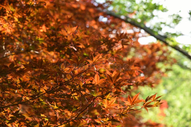Maple Leaf Red Autumn in the Nature Stock Photo - Image of green ...