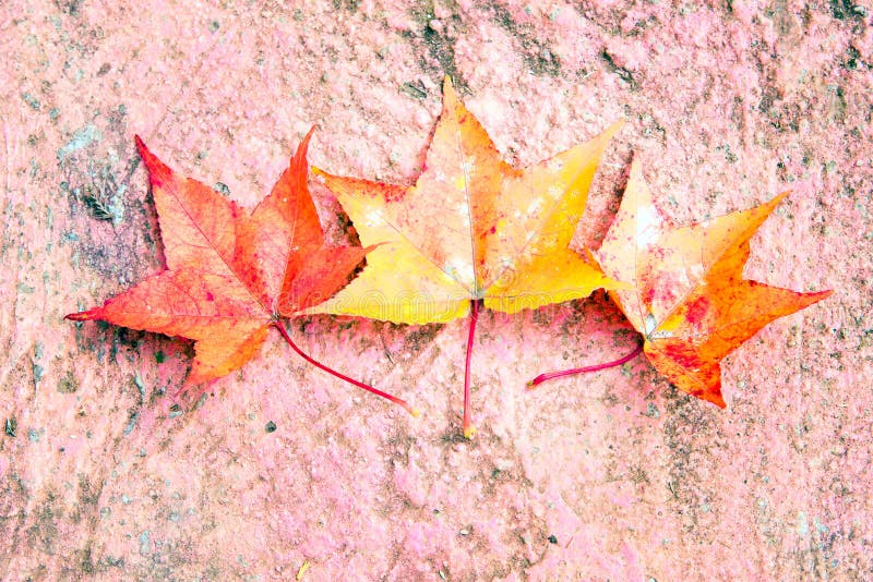 Maple Leaf Red Autumn Sunset Stock Photo - Image of nature, botany ...