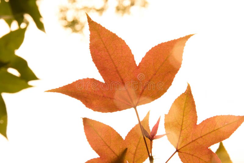 Maple Leaf Red Autumn Sunset Tree Stock Photo - Image of leaf, peace ...
