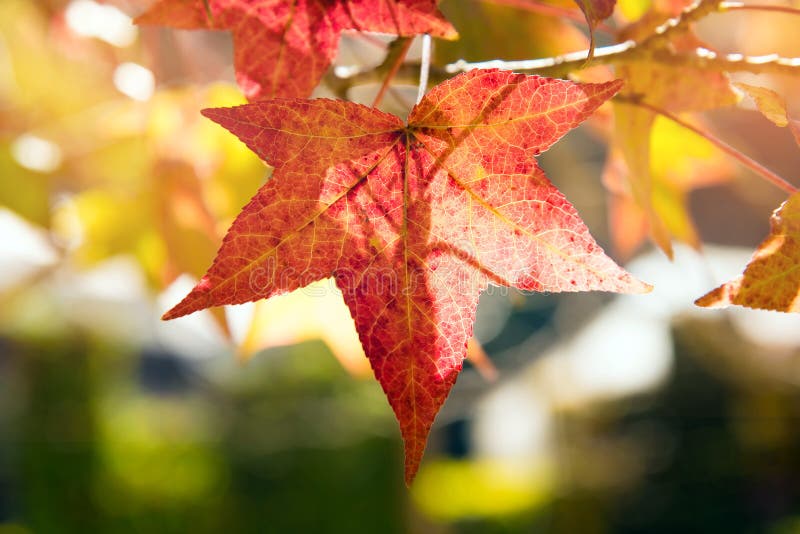 Maple Leaf Red Autumn Sunset Stock Photo - Image of canadian, blurred ...