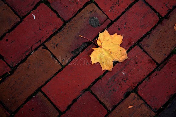 Maple Leaf on Red Bricks stock photo. Image of autumn - 1554518