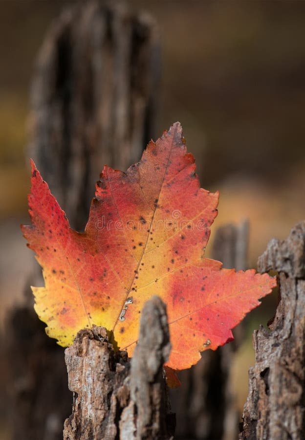Maple leaf stock image. Image of season, fall, stump - 64161373