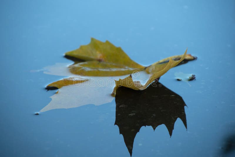 Maple Leaf Reflections in a Puddle - 2 Stock Photo - Image of brown ...