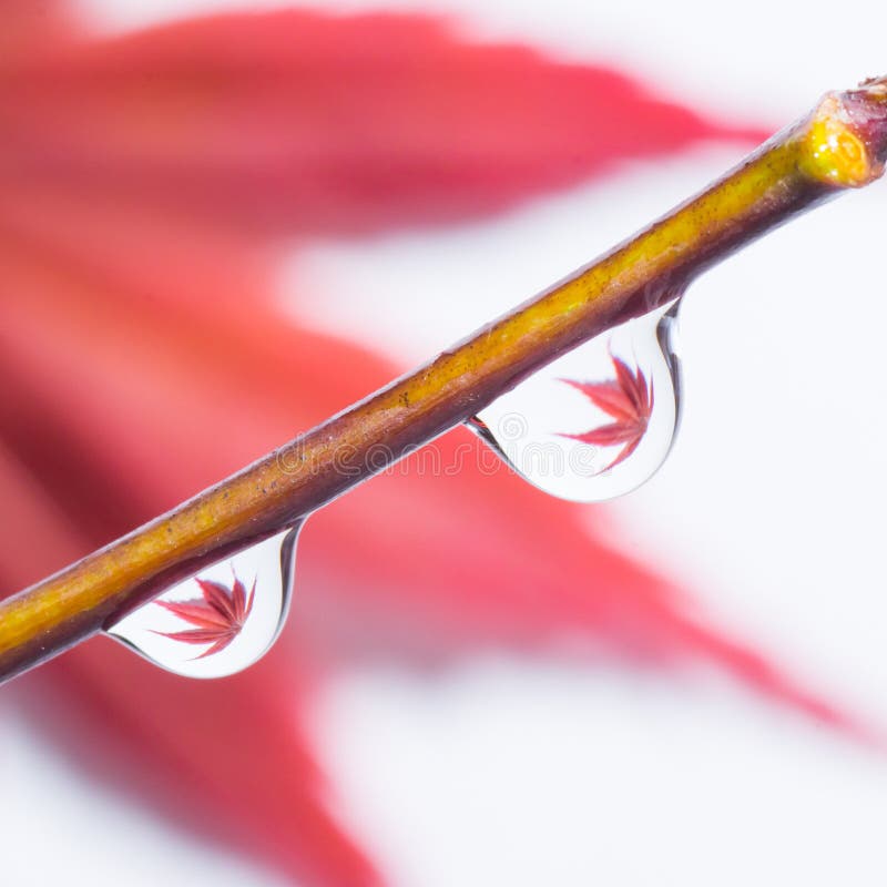 Maple leaf reflections stock photo. Image of maple, water - 54317390