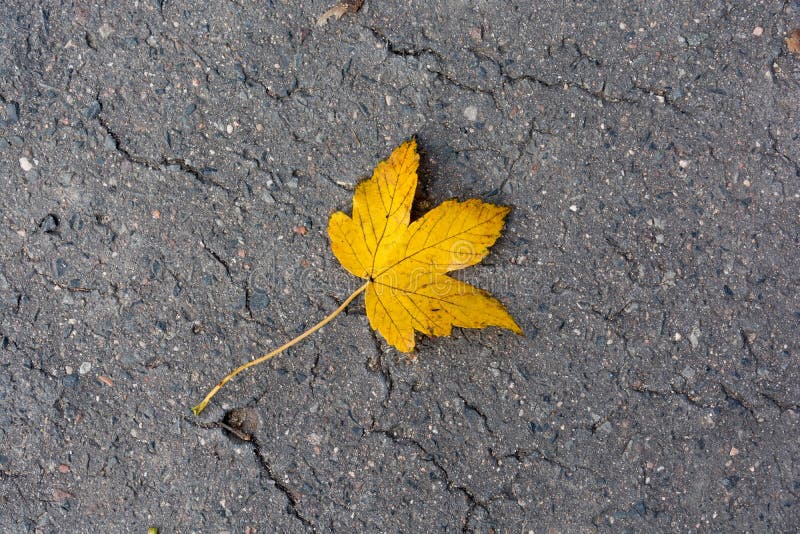 Leaf on the road stock photo. Image of leaf, tree, green - 197559676