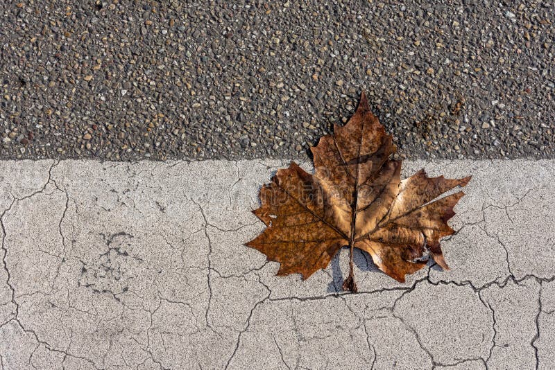 A Maple Leaf on a Road with a View from Above Stock Photo - Image of ...