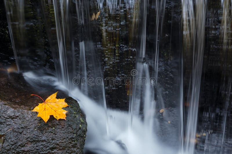 Maple leaf on a rock stock photo. Image of color, ponder - 12272972