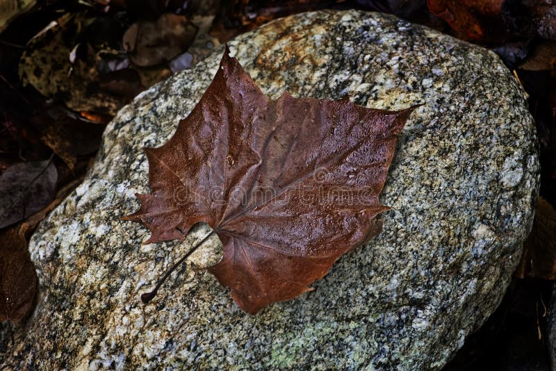 Maple Leaf on a Rock in Fall Stock Image - Image of leaves, closeup ...