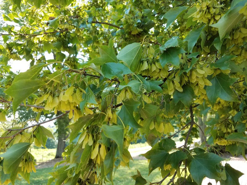Maple leaf seeds on tree stock photo. Image of outdoor - 96464542