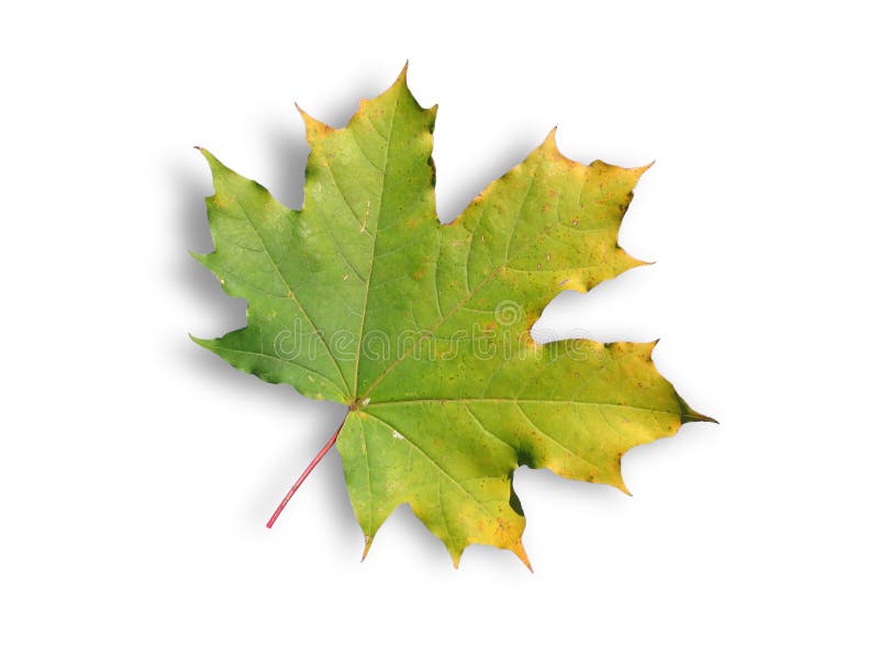 Maple leaf with shadow stock image. Image of green, plant - 7684533