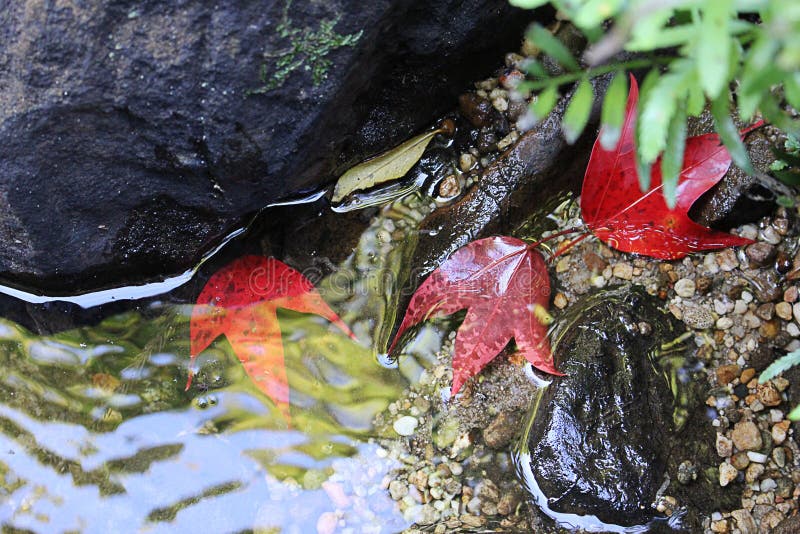 The Maple Leaf in Side of River Stock Photo - Image of color, natural ...