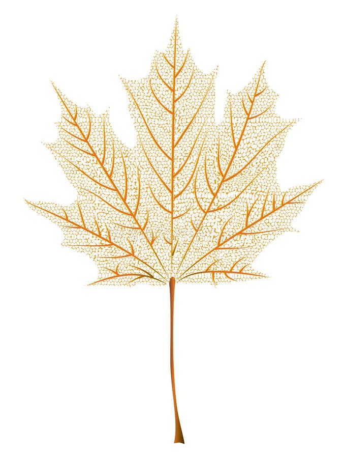 Maple leaf skeleton stock vector. Illustration of line - 32981702