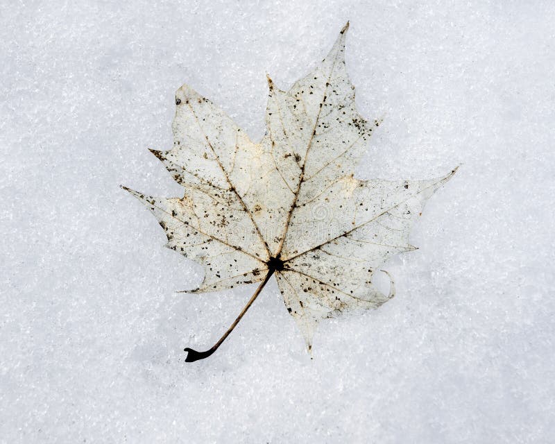 Maple leaf in snow stock image. Image of vein, pale, winter - 21932299