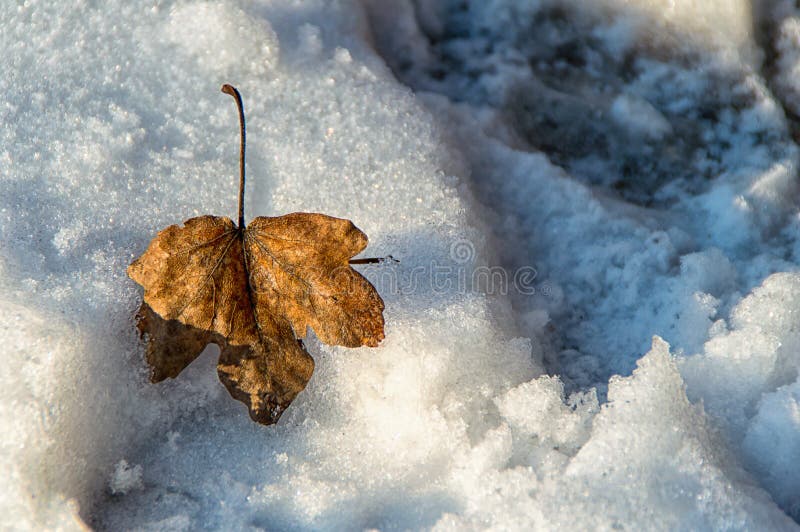 Maple Leaf in the snow stock image. Image of autumn, green - 84706697
