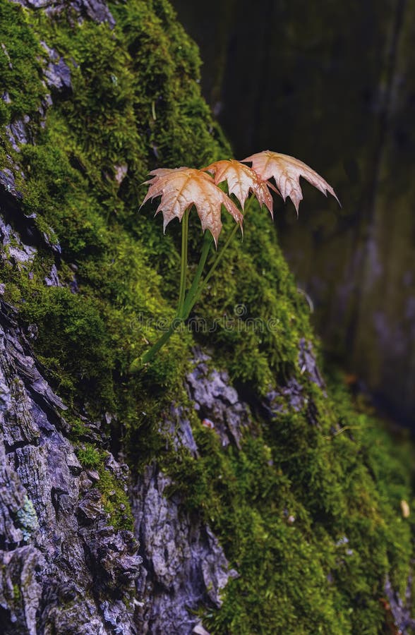 Maple leaf - spring stock photo. Image of maple, leaves - 94263944