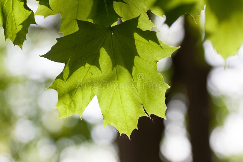 Maple Leaf in Spring stock photo. Image of leaves, vein - 90686118