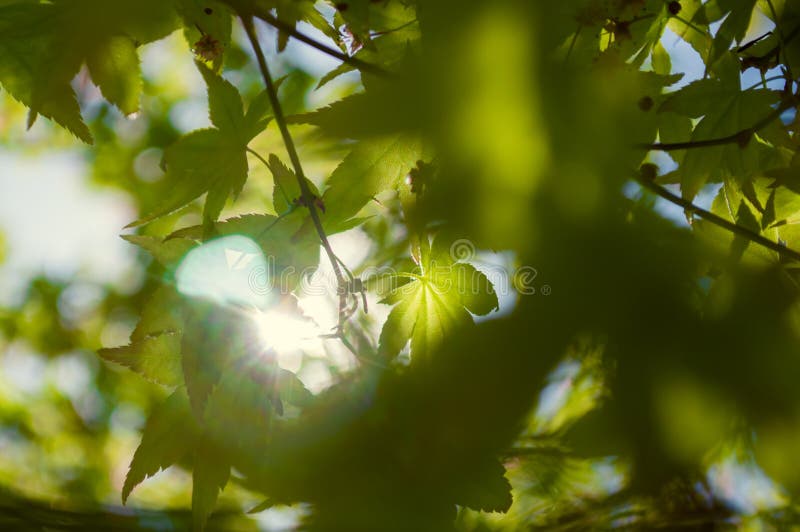 Maple leaf in spring stock image. Image of spring, features - 54230139