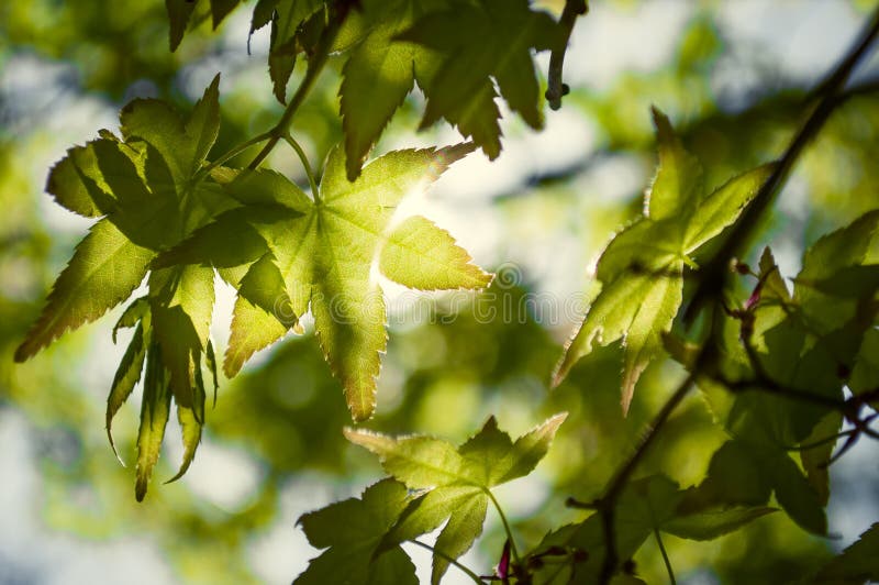 Maple leaf in spring 2 stock photo. Image of life, maple - 54230148
