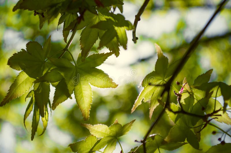 Maple leaf in spring 3 stock image. Image of branches - 54230339