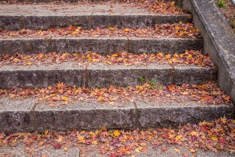 Maple leaf stock image. Image of ground, fall, leaf, bright - 73559465
