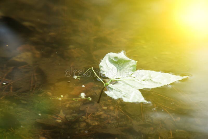 Maple Leaf on Still Water Surface in Park, Mirror Reflection of Maple ...