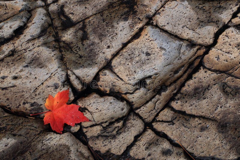 Maple leaf on stone. stock photo. Image of fall, natural - 88534868