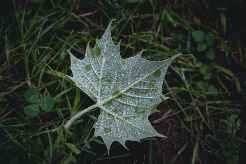 Maple Leaf after a Storm Glittering with Rain Dew Stock Image - Image ...