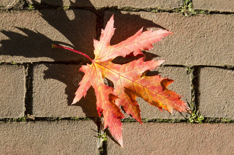 Maple Leaf on Street Bricks Stock Image - Image of season, daytime ...