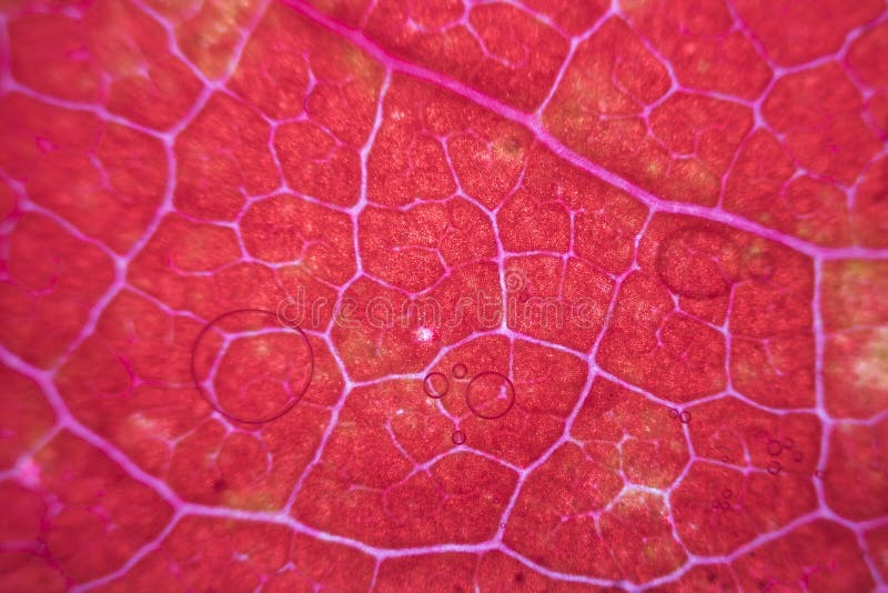 Maple stock image. Image of scientific, examination, pink - 83659653