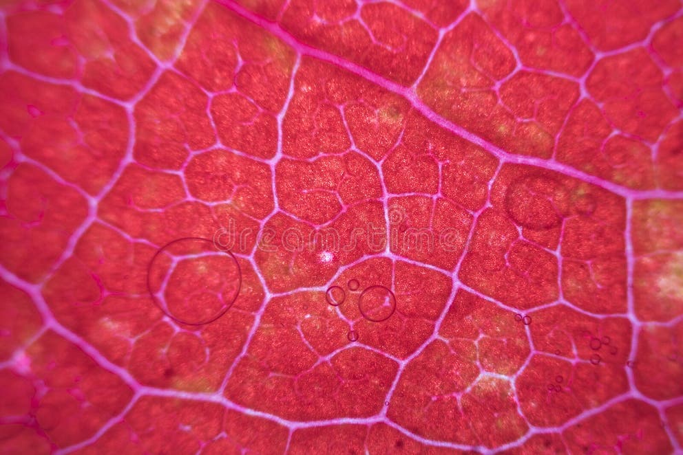 Maple stock image. Image of scientific, examination, pink - 83659653