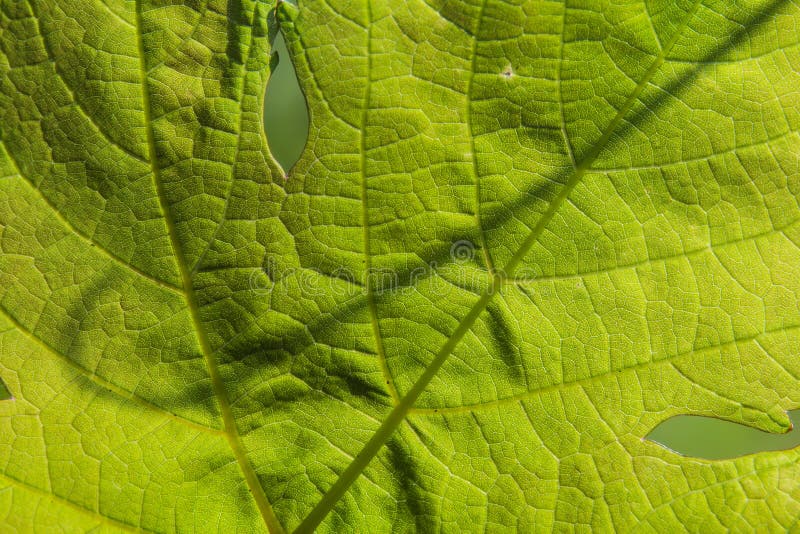 Grape leaf stock photo. Image of leaf, yellow, grape - 96105346