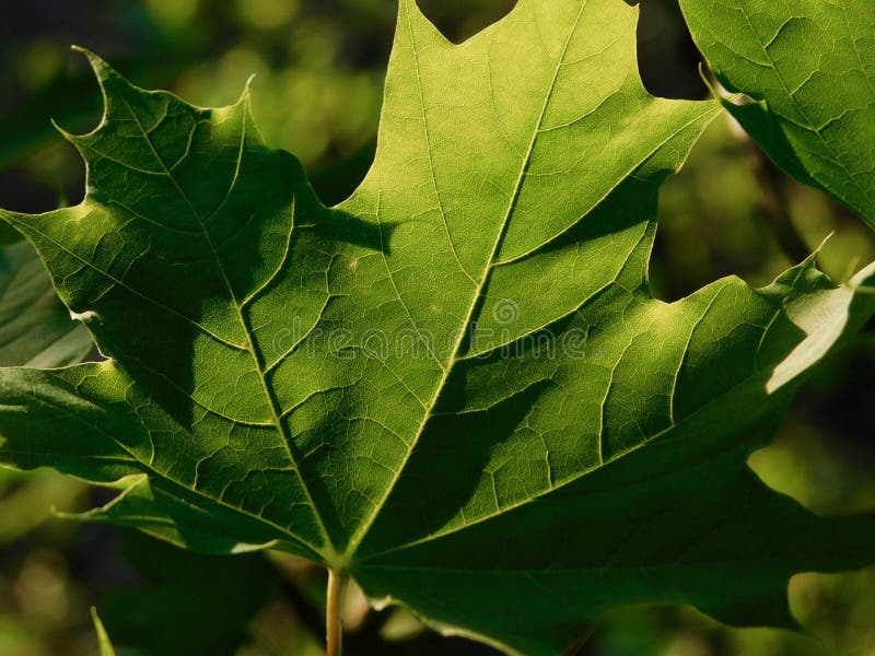 Close Up of a Single Maple Leaf Stock Image - Image of daytime, leaf ...