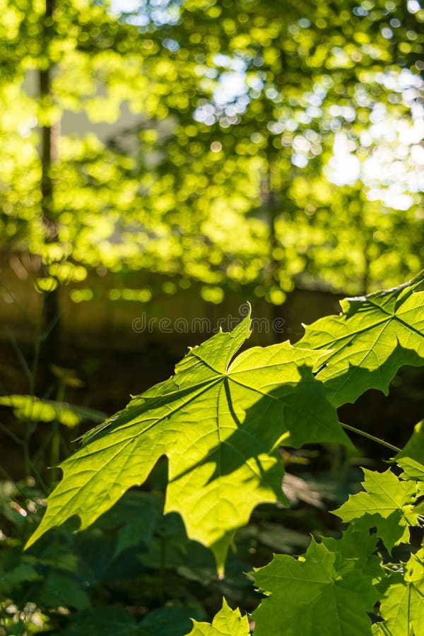 Maple Leaf in the sunlight stock photo. Image of season - 57362074