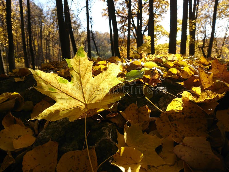 Maple leaf in sunlight stock image. Image of sunlight - 163175885