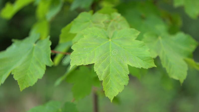Maple Leaf Swaying in the Wind with Blurred Background. Nature Concept ...