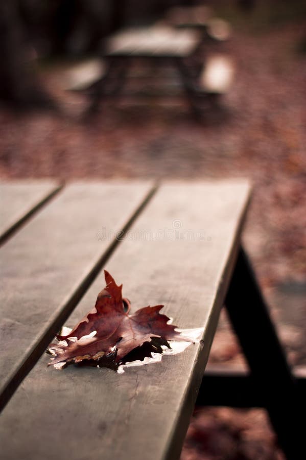 Maple leaf on the table stock photo. Image of table, loneliness - 42644958