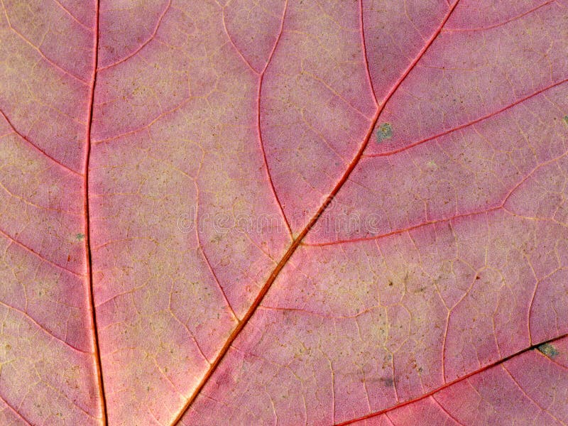 Old leaf texture stock image. Image of ecological, dramatic - 55320791