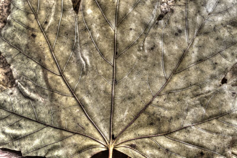 Maple leaf with feather stock image. Image of canada - 57067439