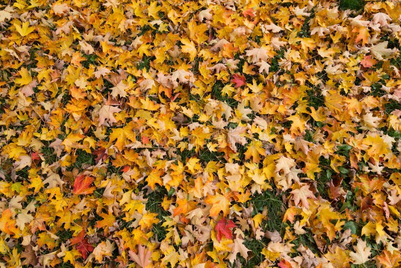 Maple Leaf Texture stock image. Image of typical, copyspace - 46174169