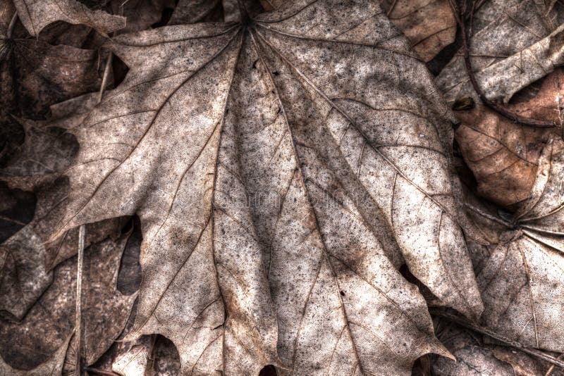 Maple leaf texture stock photo. Image of tree, foliage - 52009870