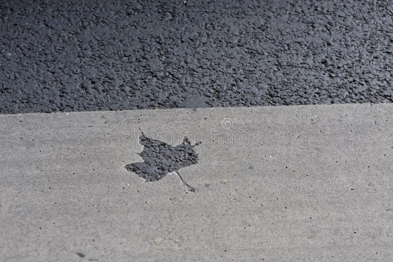 Maple leaf tracks on road stock image. Image of comparison - 67954003